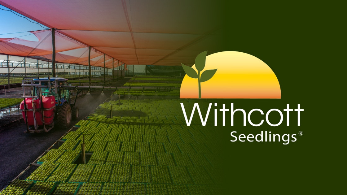 Withcott Seedlings | Zeroseven
